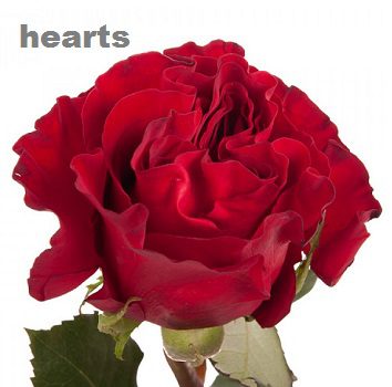 RED ROSES – Farm To Canada