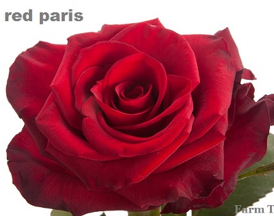 RED ROSES – Farm To Canada