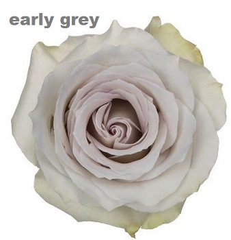 LAVENDER ROSES – Farm To Canada