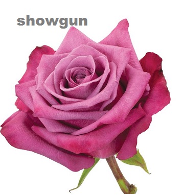 LAVENDER ROSES – Farm To Canada