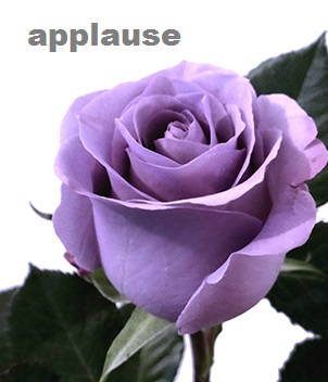 LAVENDER ROSES – Farm To Canada