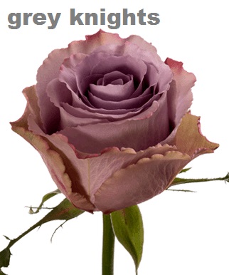 LAVENDER ROSES – Farm To Canada